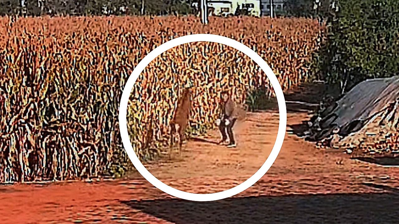 Heads up! Deer makes dramatic escape by leaping over man's head