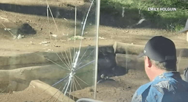 As Zoo Visitors Watch, Gorilla Smashes Glass
