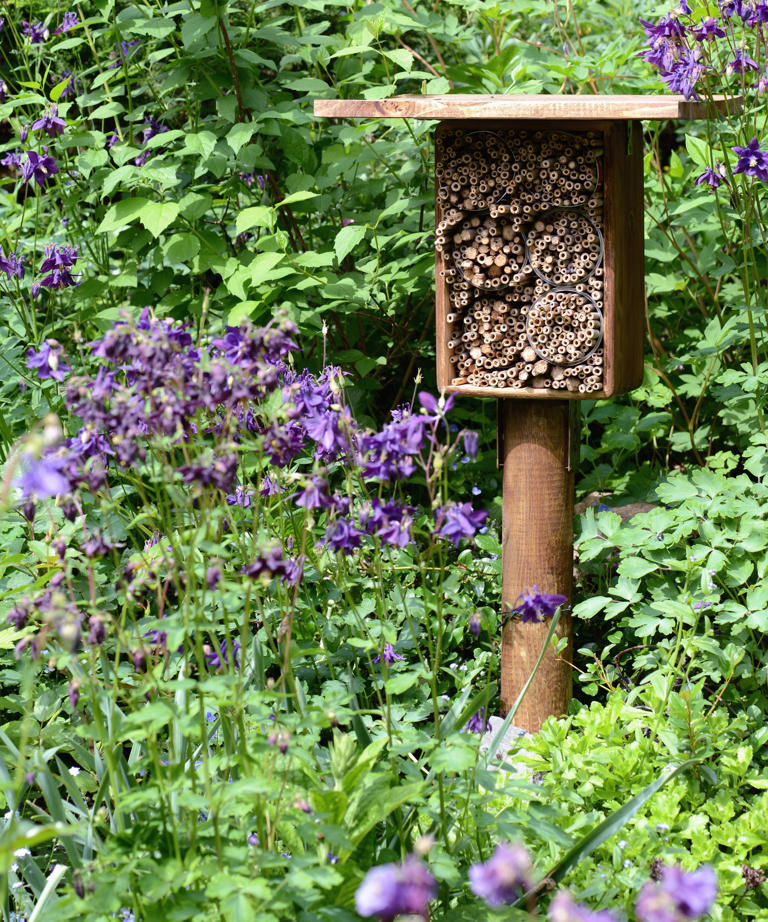 Elevate Your Pollinator Garden with These 3 Hardscaping Ideas – Experts ...