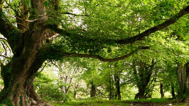 Montelanico, in autunno la magia dei castagneti secolari avvolge il borgo