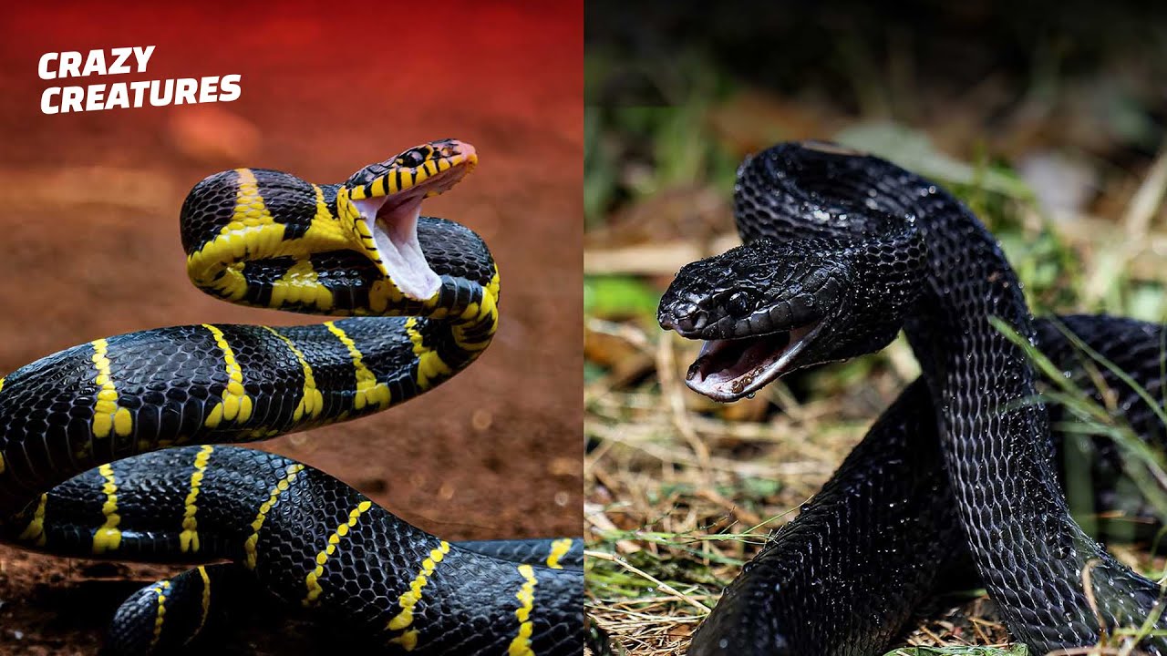 Caught on Camera: The World’s Most Dangerous Snake Encounters