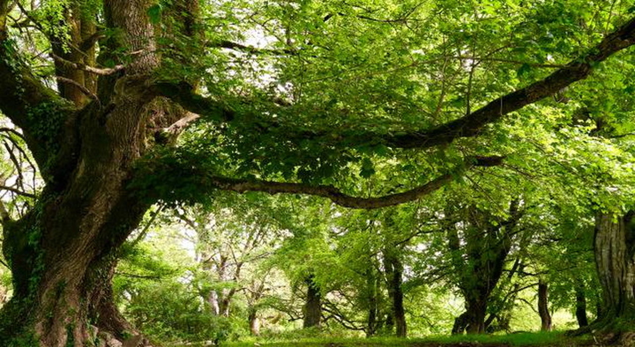 Montelanico, in autunno la magia dei castagneti secolari avvolge il borgo