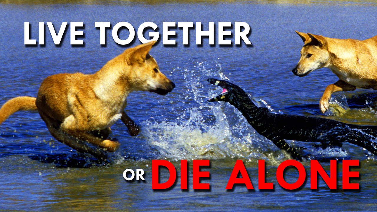 When Predators Worked Together: The Rise of Pack Hunting