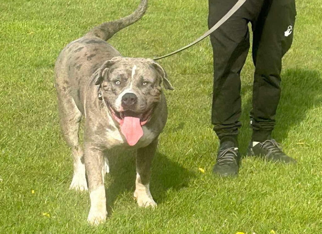 Woman brands police ‘murderers’ after they shot her XL bully