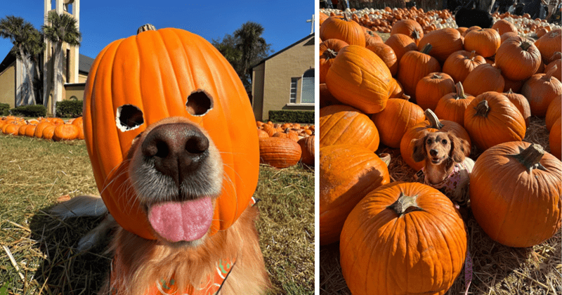 21 Precious Pictures of Pups in Pumpkin Patches Soaking Up Cozy Fall Vibes
