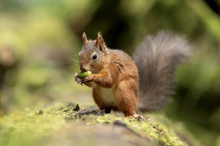 Stunning photos show why endangered red squirrels need urgent protection
