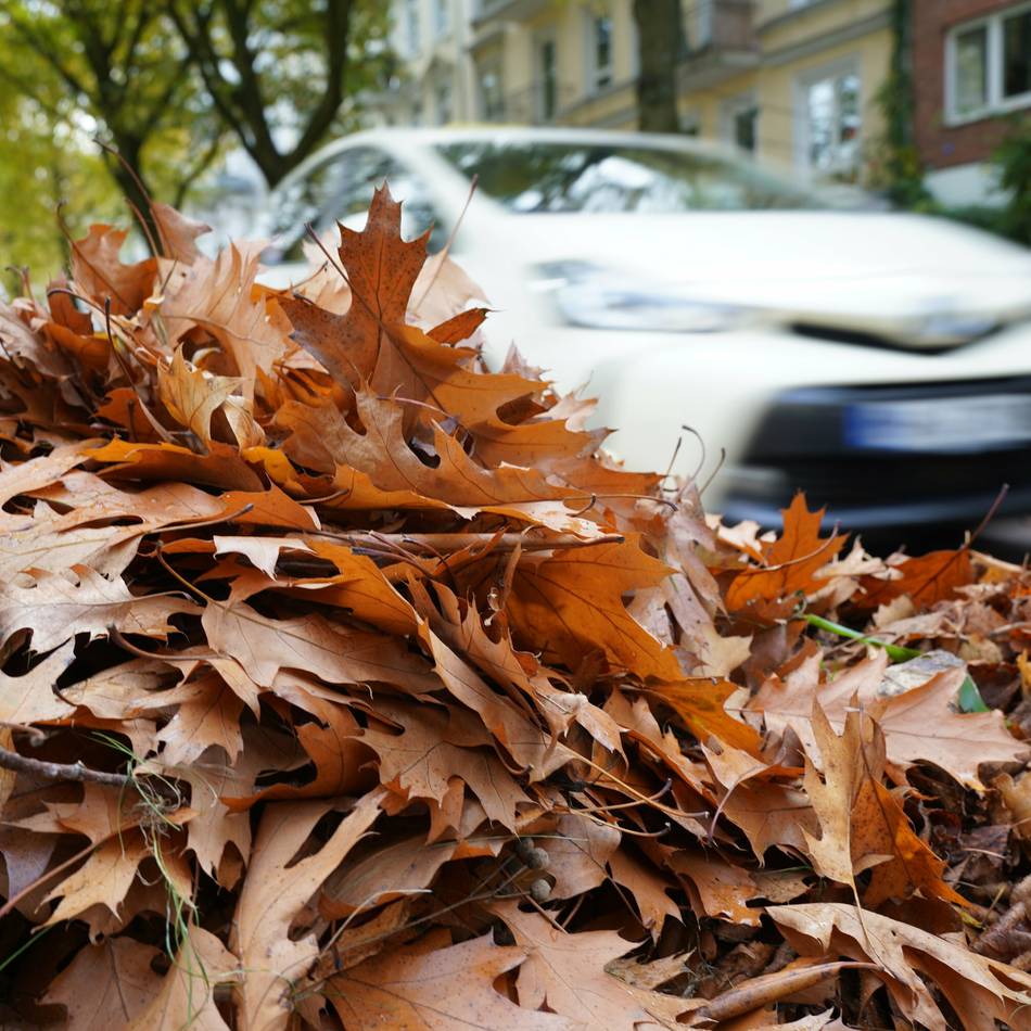 Diese Regeln gelten bei der Entsorgung von Laub