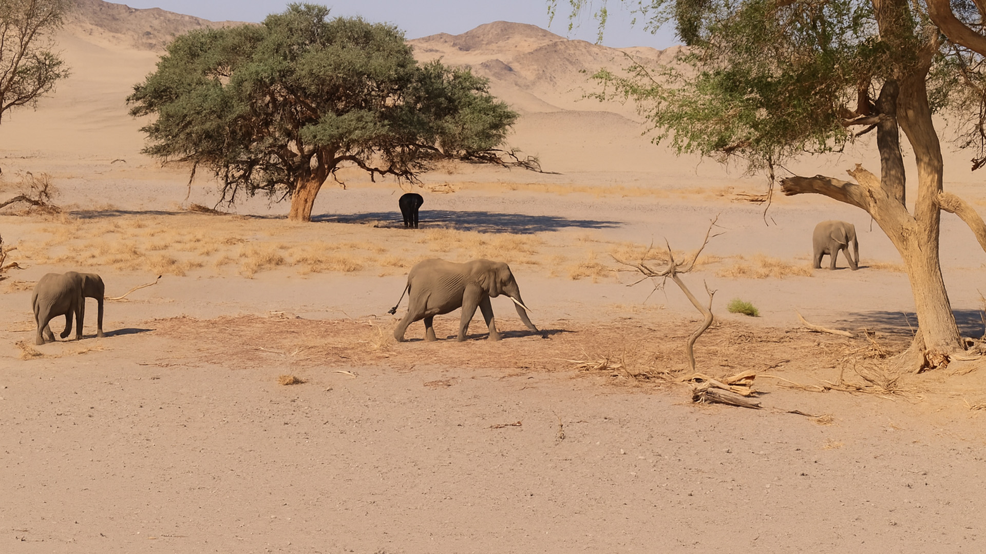 Namibia – Africa – Elephants in Arid Desert Terrain in 4K