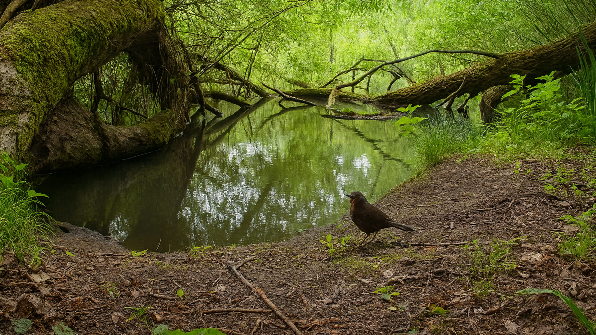Riverbank Camera Captures Wildlife in Action