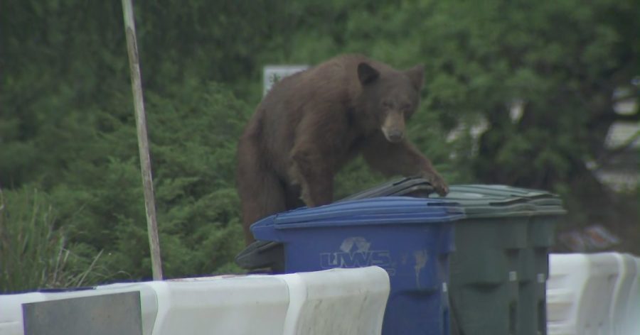 WATCH: Bear grabs a bite to eat behind reporter in California