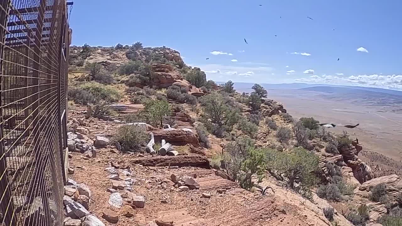 Hand-reared condors soar across Arizona mountains as they are released