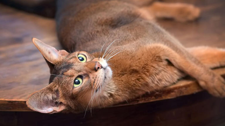 Woman leaves her Abyssinian with her mum and is shocked by his ...