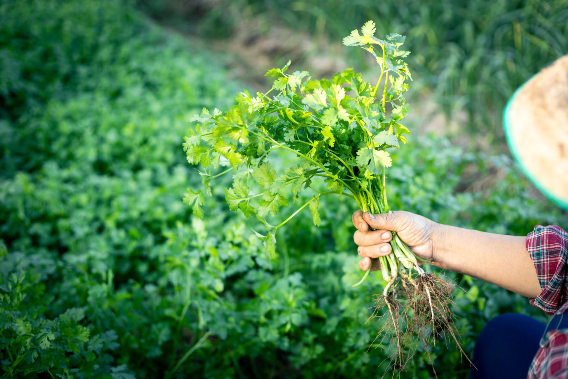 Why does cilantro taste like soap to some people?