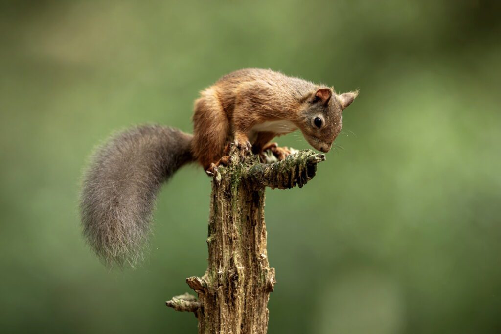 Stunning photos show why endangered red squirrels need urgent protection