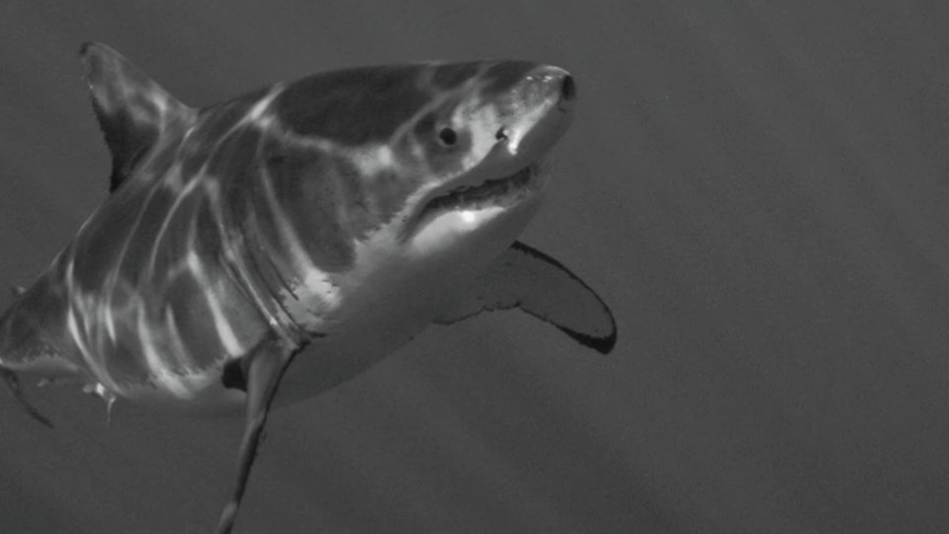 The warning signs sharks give before they strike