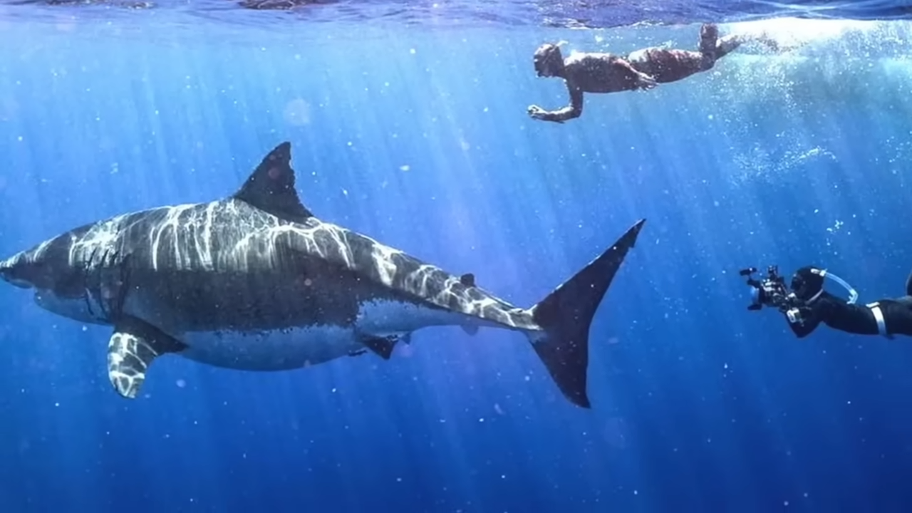 How the biggest great White shark Deep Blue really looks?!