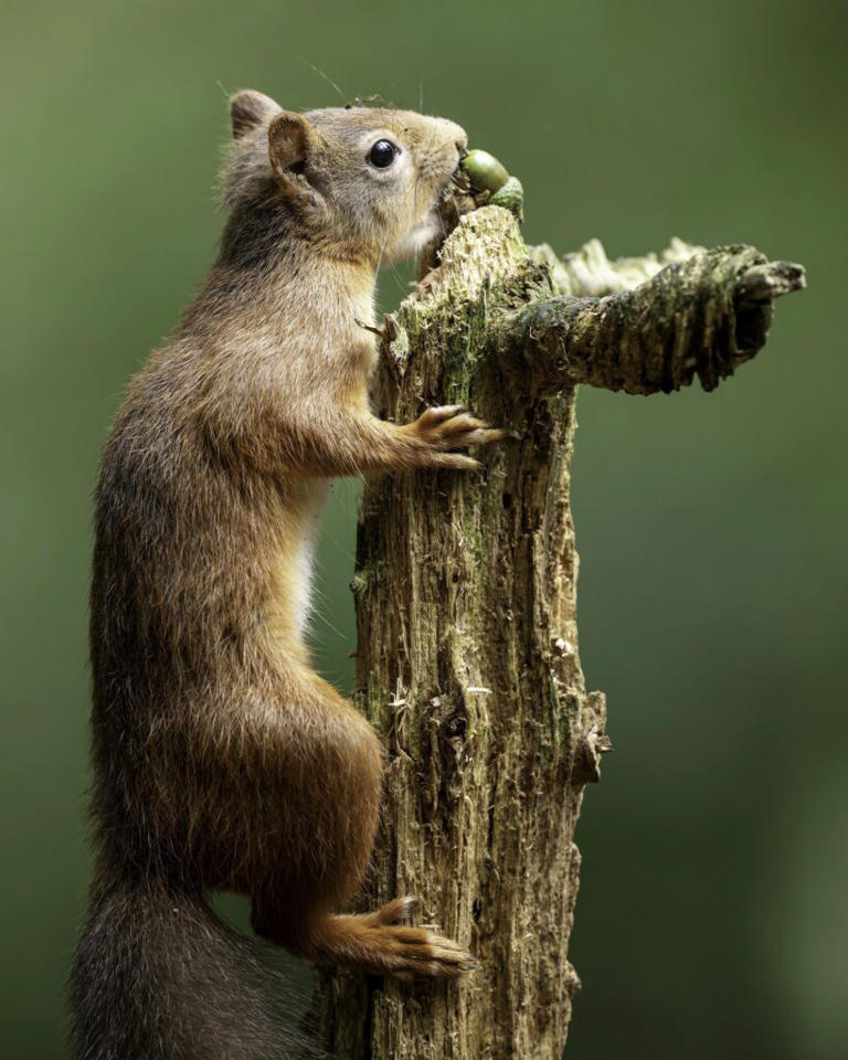 Stunning photos show why endangered red squirrels need urgent protection
