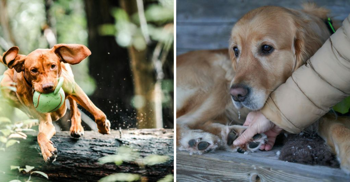 6 Signs That Your Dog Is Happy And 5 Warnings They’re Not Doing Well