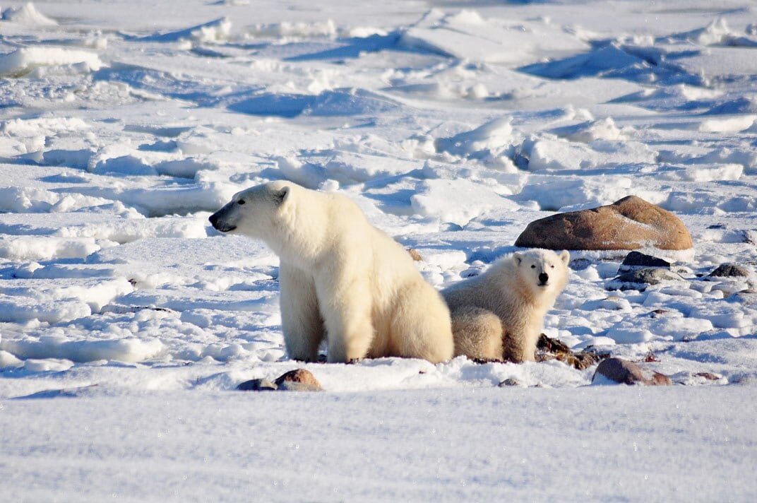 Ontario’s Bill 5 threatens the province's polar bears, says ...