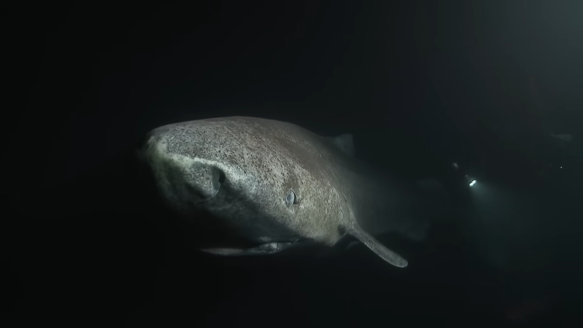 How the Greenland Shark Cheats Death for Over 500 Years