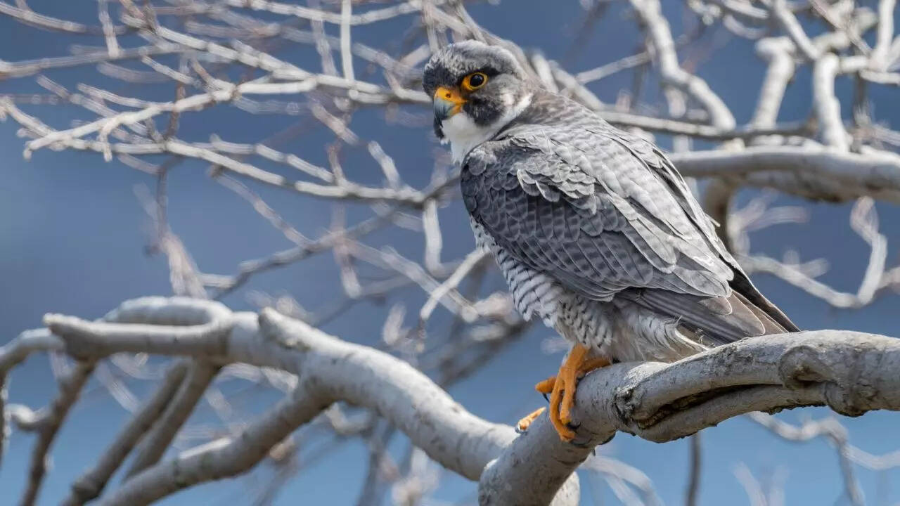7 animals known for their superspeed