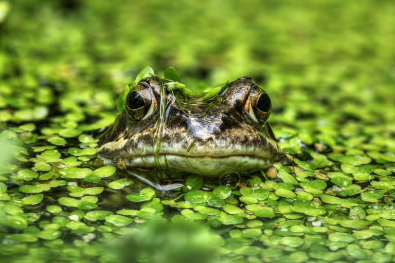 200+ Pet Frog Names That'll Make You Jump with Joy