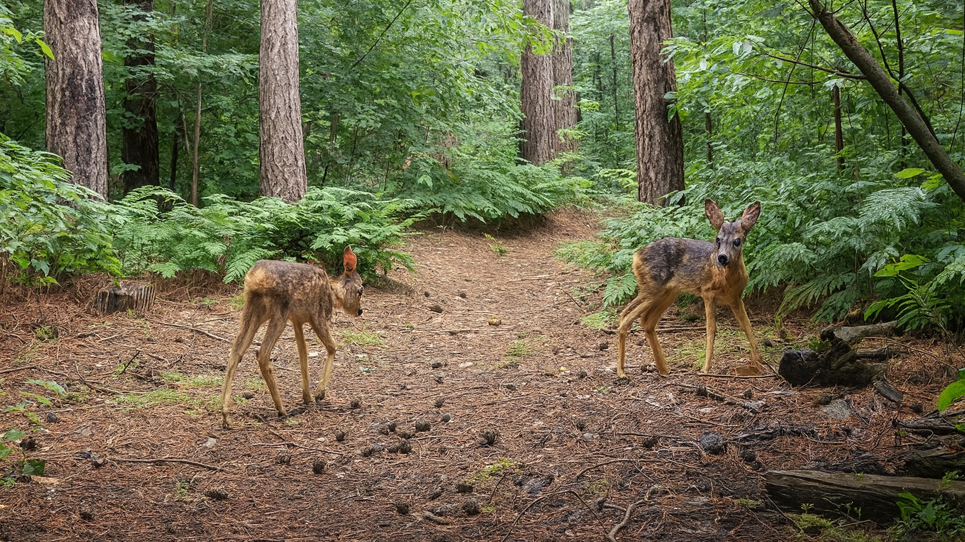Wildlife Moments Revealed by a Camera Trap