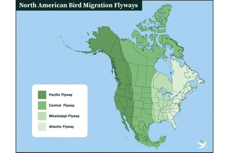 Cool weather, heavy bird migration: What's happening across New York?