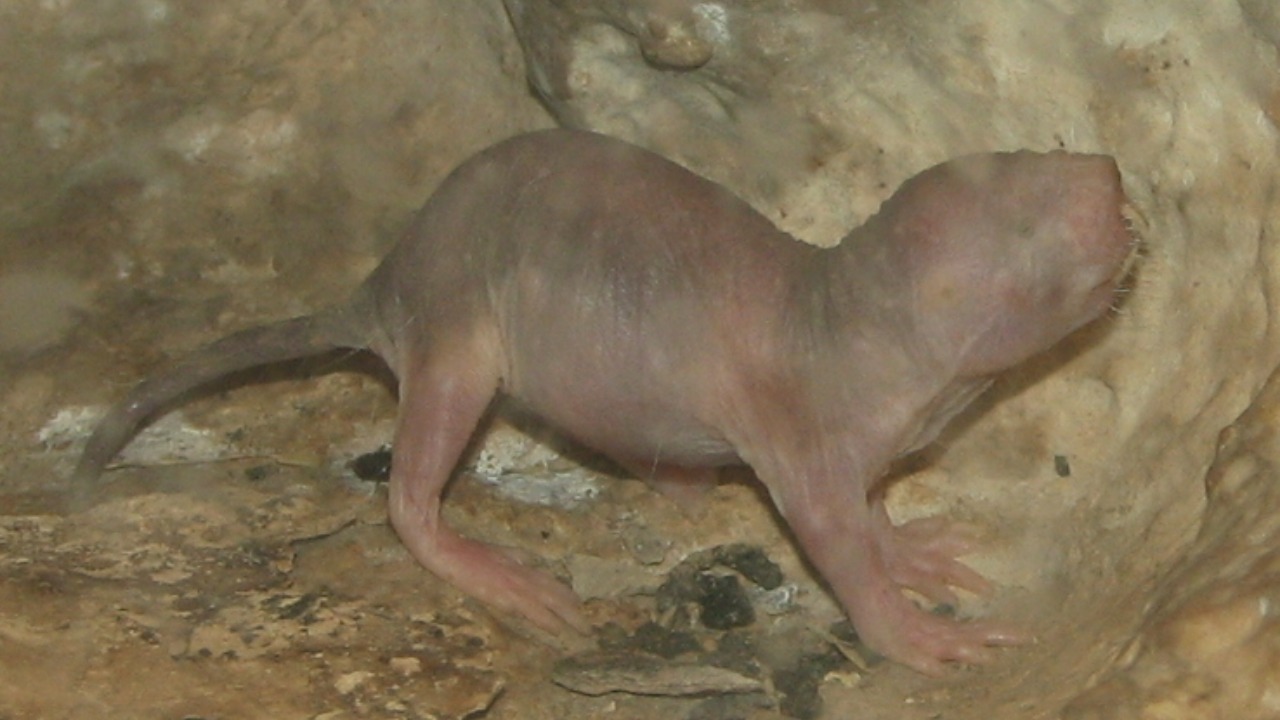 Why naked mole-rats live so long: DNA repair secrets