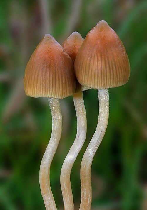 10 Funghi Velenosi (Anche Mortali) Che Dovresti Conoscere