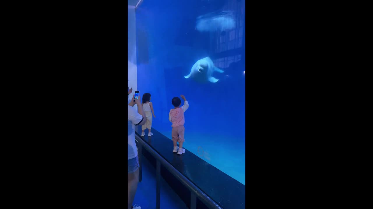 Little boy startled by beluga’s playful reaction in Shandong, China