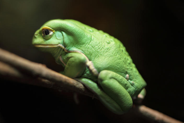 200+ Pet Frog Names That'll Make You Jump with Joy