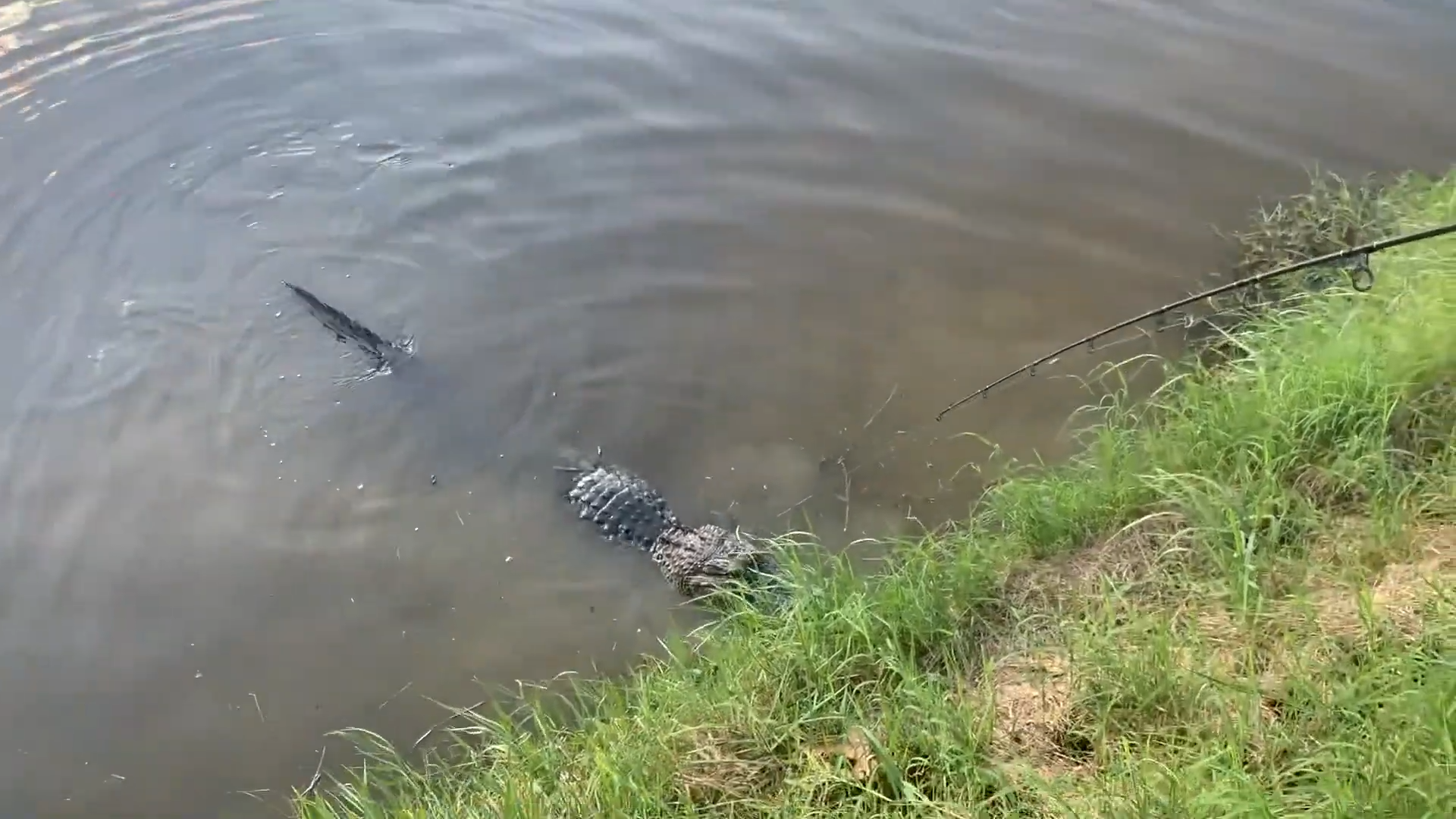 Alligator fishing gone wrong