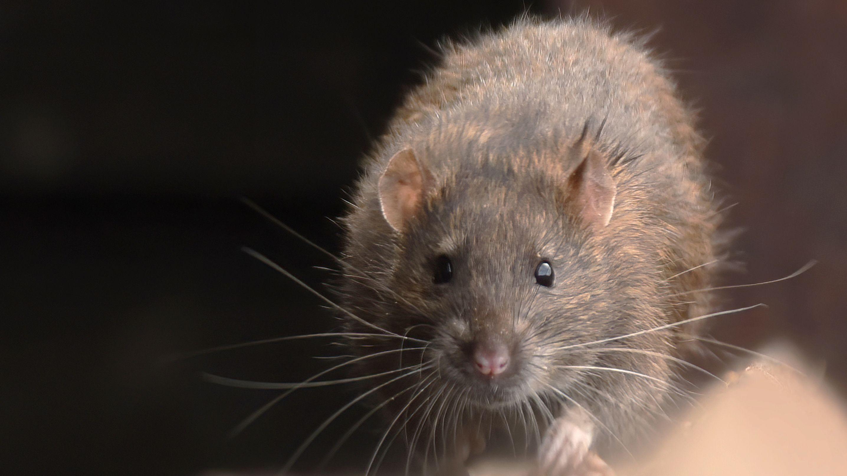 Family 'traumatised' after 'plague of rats' invade