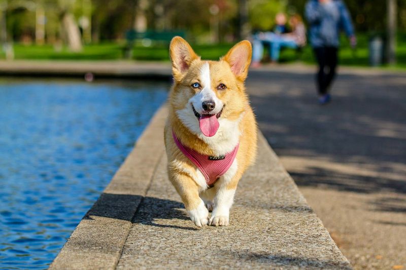 6 Signs That Your Dog Is Happy And 5 Warnings They’re Not Doing Well