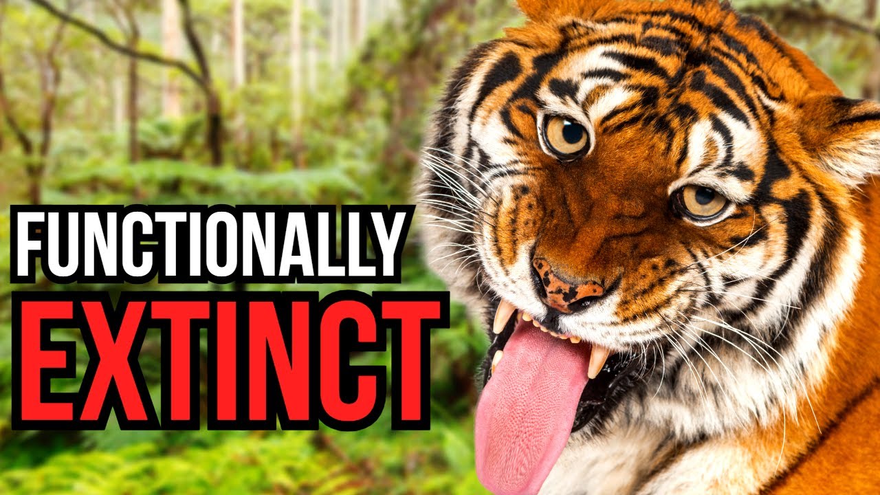 3 Species That Exist, But Can Never Return to the Wild