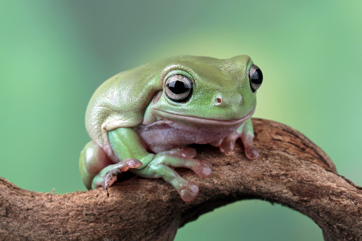 200+ Pet Frog Names That'll Make You Jump with Joy