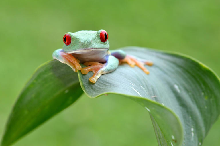 200+ Pet Frog Names That'll Make You Jump with Joy
