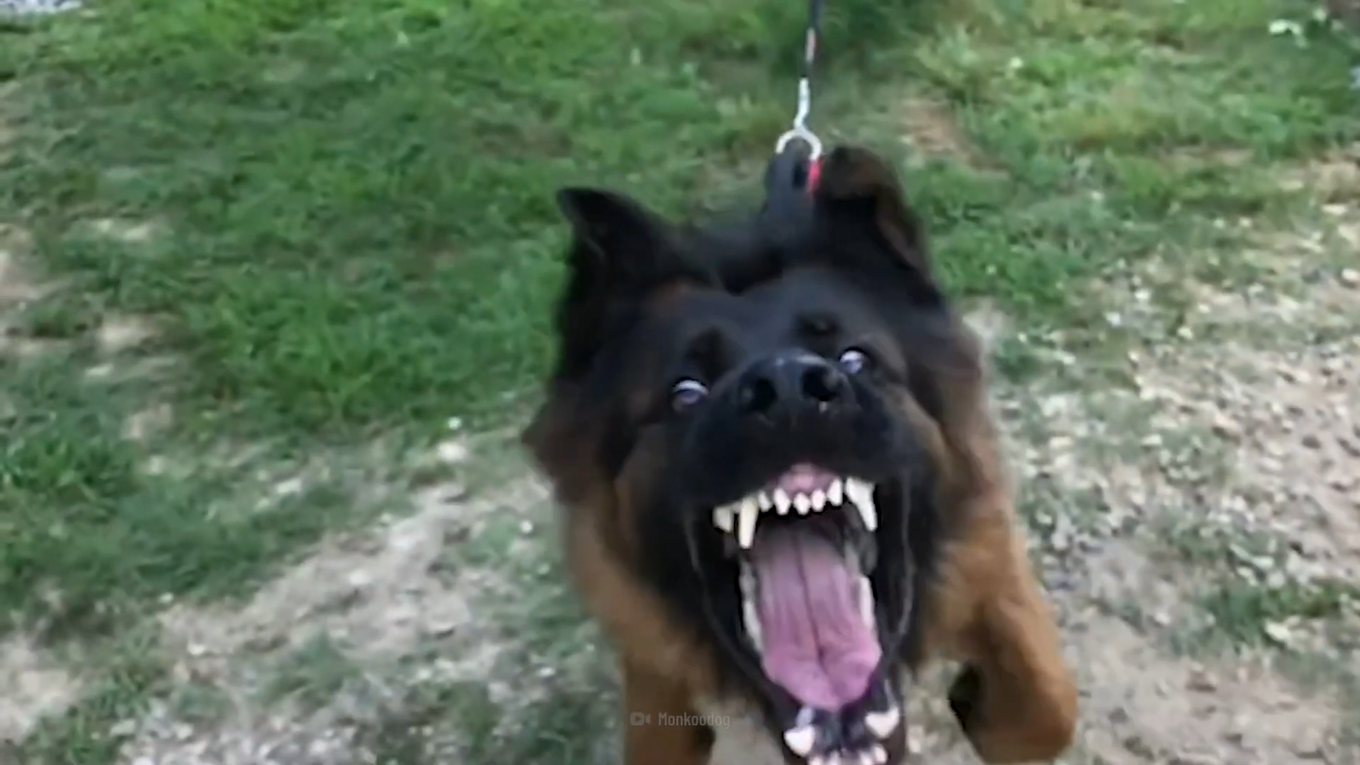 Cómo sobrevivir al ataque de un perro furioso
