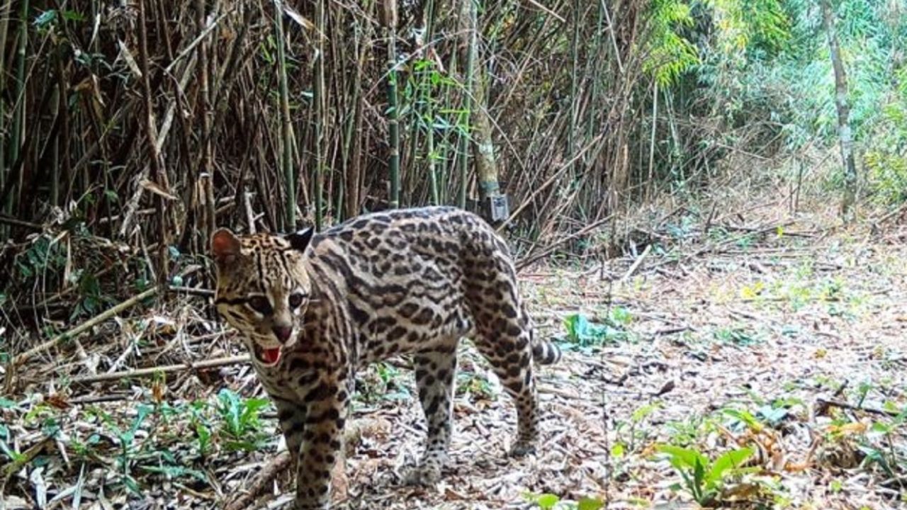 Científicos argentinos realizaron el mayor relevamiento mundial del ocelote