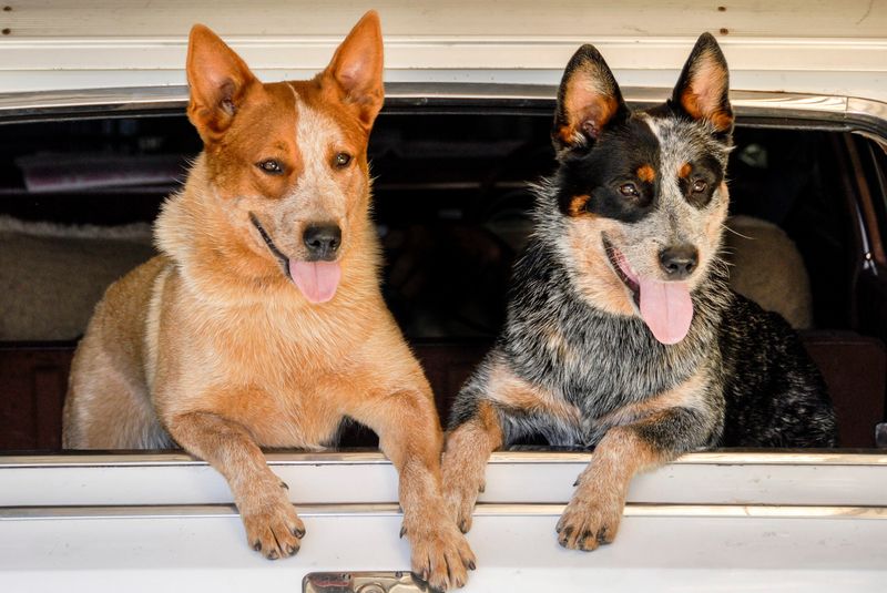 14 Key Facts to Know Before Bringing Home a Blue Heeler