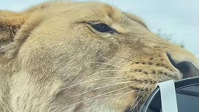 Viral video raises eyebrows: is your insurance valid for lion nibbling ...