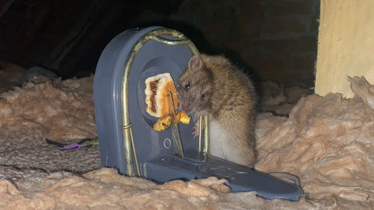 Family 'traumatised' after 'plague of rats' invade