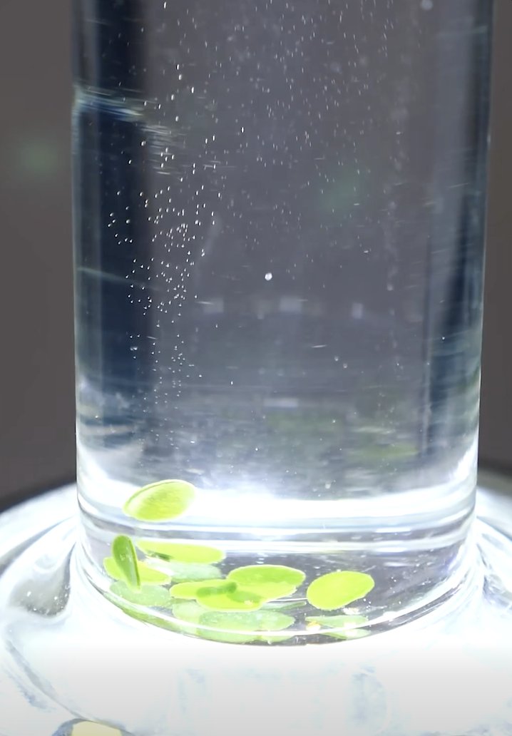 Photosynthesis in real time
