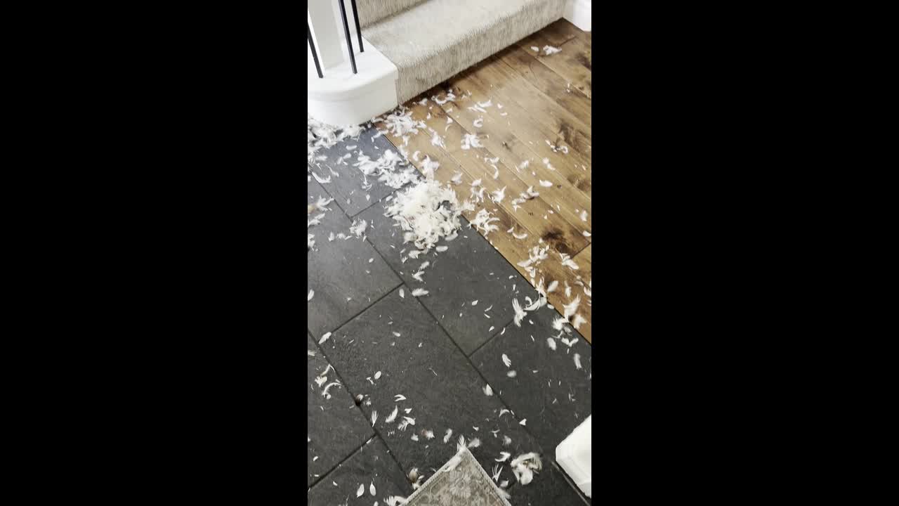 Mischievous dog makes a mess inside the house in Saskatoon, Canada