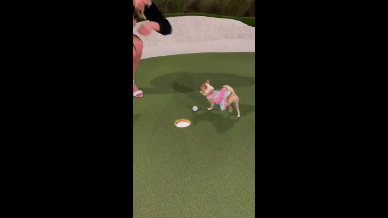 Chihuahua makes a hole at mini golf in Palm Beach, Florida