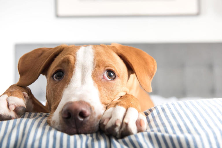 12 dog behaviors owners shouldn't ignore