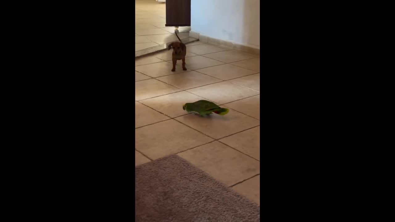 Parrot and dog share a playful standoff in Nhandeara, Brazil