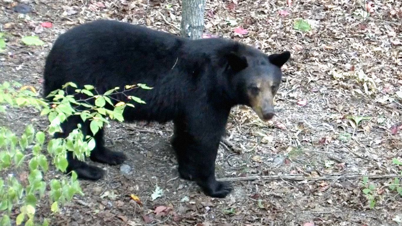 Arkansas officials search for cause of rare fatal bear attacks