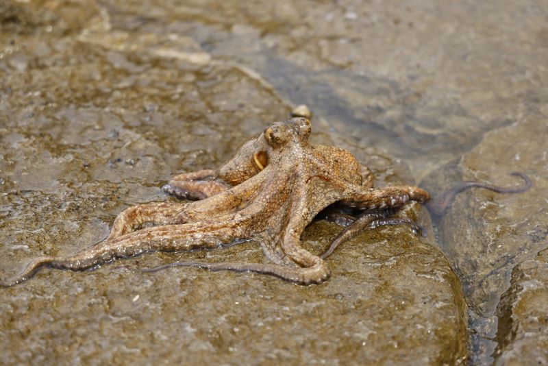 8 Smartest Non-Mammals In The Animal Kingdom